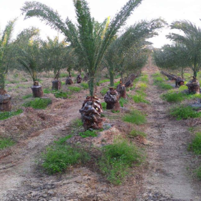 Venta de Palmera Datilera ★ RaizVerde ★ 2025