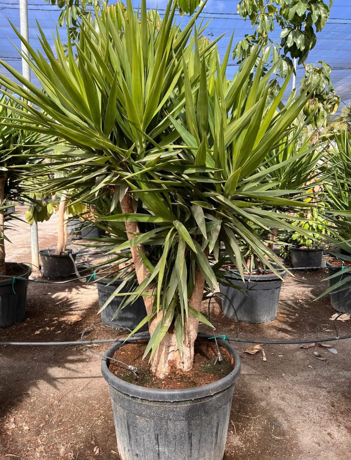 YUCCA ELEPHANTIPES MEDIANA ★ RaizVerde